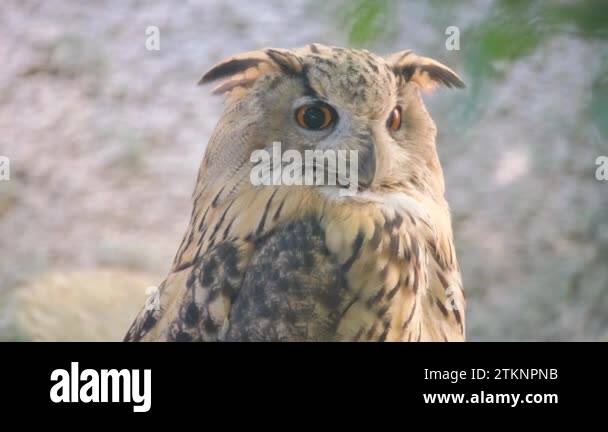 A great horned owl with yellow eyes looks straight ahead as it searches ...