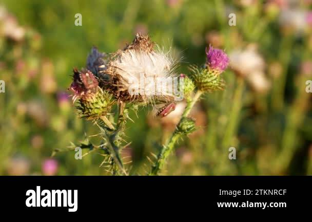 Spiny flower Stock Videos & Footage - HD and 4K Video Clips - Alamy
