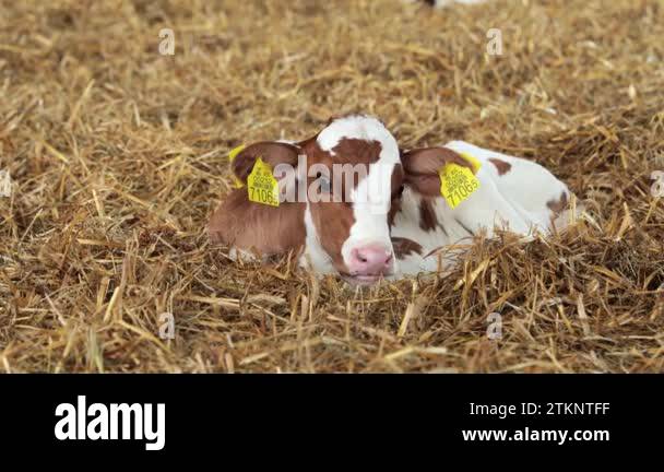 newborn cute calf at a dairy farm, laying in straw. Sweet Calf placidly ...