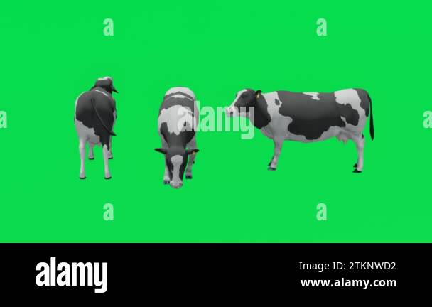 3D animation three purebred dairy cows green screen eating and walking ...