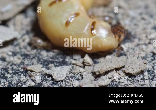 The Termite Queen. Documentary video of the termite queen and ants in ...