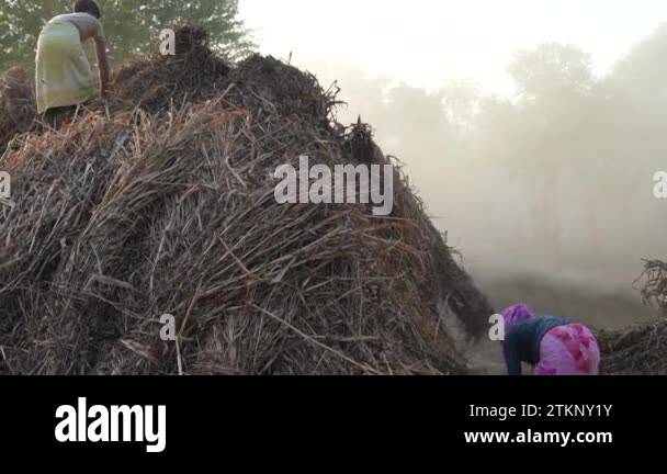 Indian farmers working at thresher machine, Thresher machine threshing ...