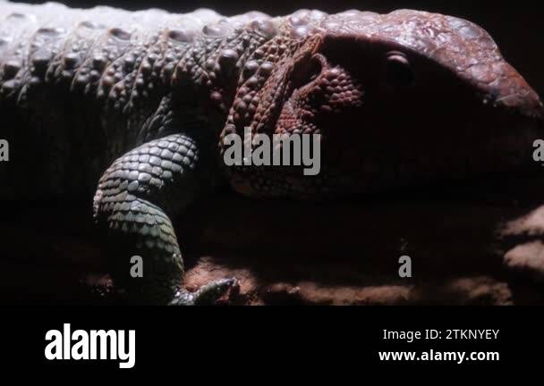Semi aquatic lizard Stock Videos & Footage - HD and 4K Video Clips - Alamy