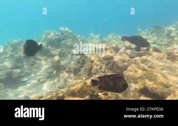 Underwater Life of a Red Sea. Fishes. Ocean Life. Diving shot ...