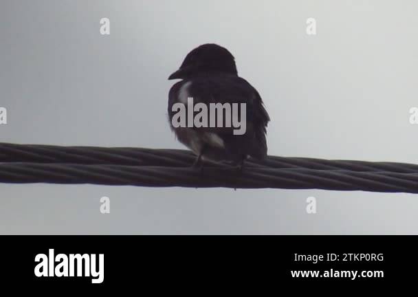 Latin america fauna Stock Videos & Footage - HD and 4K Video Clips - Alamy