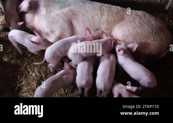 Piglet animals Stock Videos & Footage - HD and 4K Video Clips - Alamy