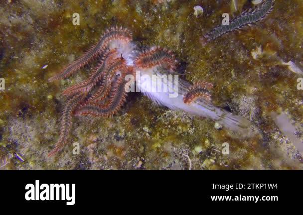Undersea scene: The new Bearded fireworms (Hermodice carunculata) crawl ...