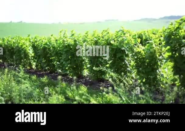 Currant leaves moving with wind, fields landscape, background 4k Stock ...