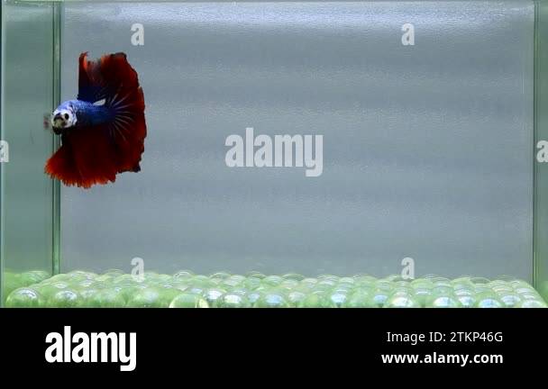 Betta fish Halfmoon long tail, short tail, Crowntails, Veiltail, Wild ...