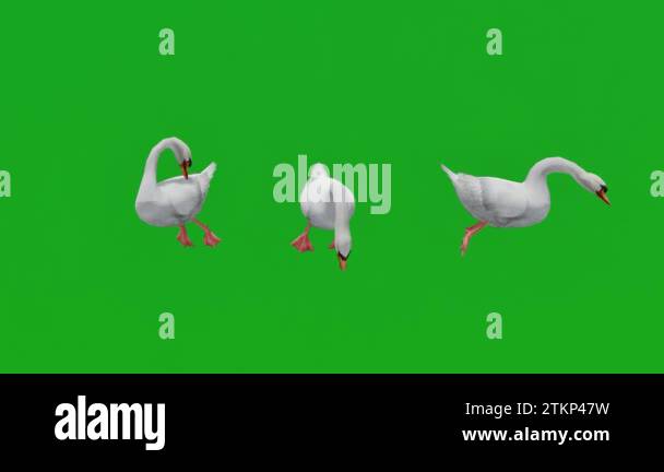 Anatidae ducks walk on water with three different angles green screen ...