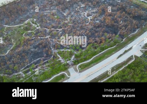 Devastated forest ground covered with ash layer and charred dead ...