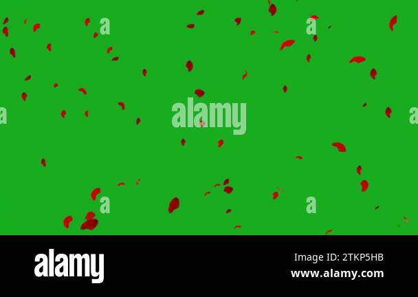 Falling leaves green screen white and black autumn from trees Falling ...