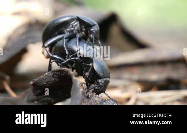 Two black beetles mate in nature. Close-up of the mating season of ...
