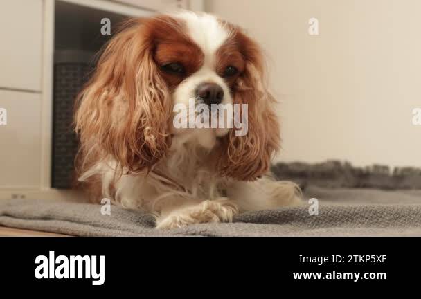 Praying animals Stock Videos & Footage - HD and 4K Video Clips - Alamy