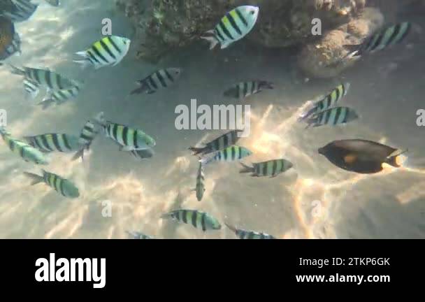 Beautiful underwater scenery with various types of fish and coral reefs ...