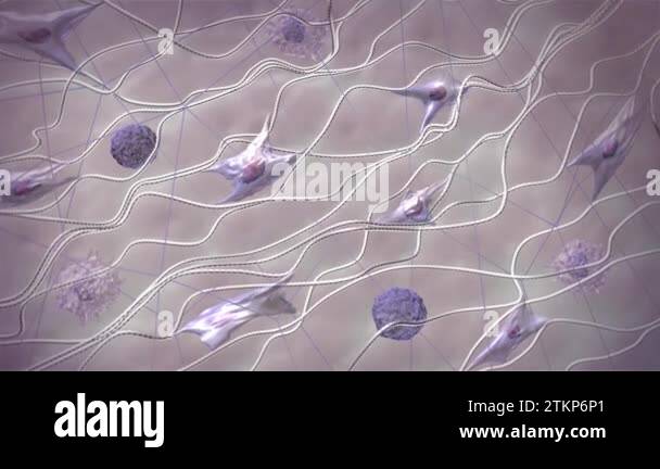 Collagen fibers destruction, skin aging, and the appearance of wrinkles ...