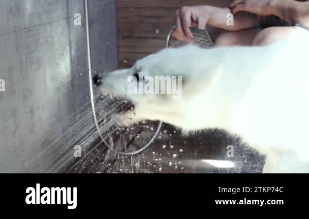 White Swiss Shepherd puppy being washed in the bathroom in the shower ...