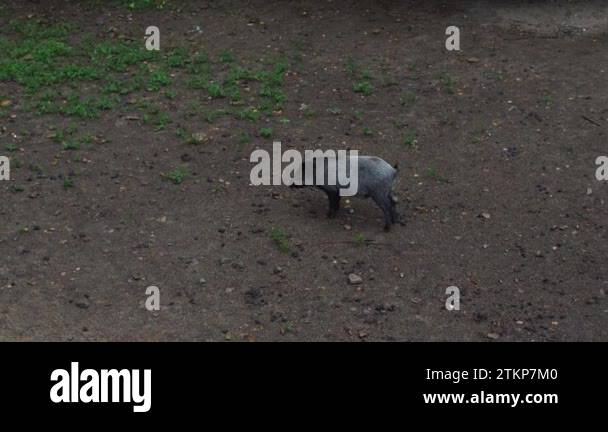 Cheeky pig Stock Videos & Footage - HD and 4K Video Clips - Alamy