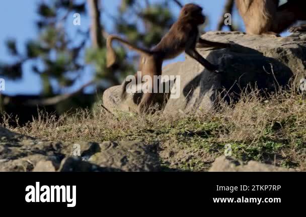 Creature feature Stock Videos & Footage - HD and 4K Video Clips - Alamy