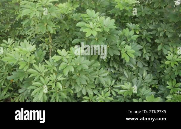 close up view texture surface of tropical botanical tree leaves ,clump ...