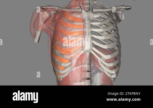 Internal intercostal muscles are the accessory respiratory muscles ...