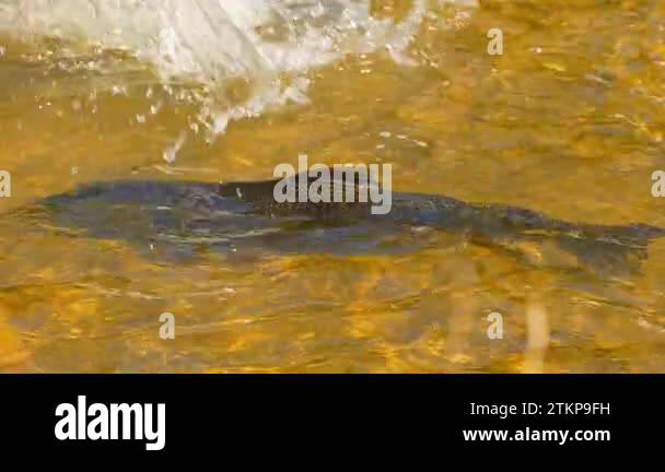 Spawning salmon in shallow stream of Ganaraska River, Corbett's Dam ...