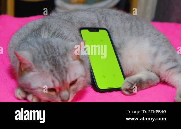 Greenscreen phone. Phone green screen and cat. Phone screen replacement ...