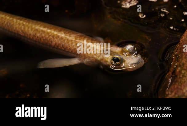 Largescale four-eyed fish, anableps anableps, Fish from South America ...