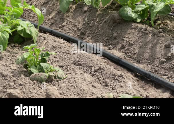 Drip irrigation system installed and working on potato farm. Watering ...