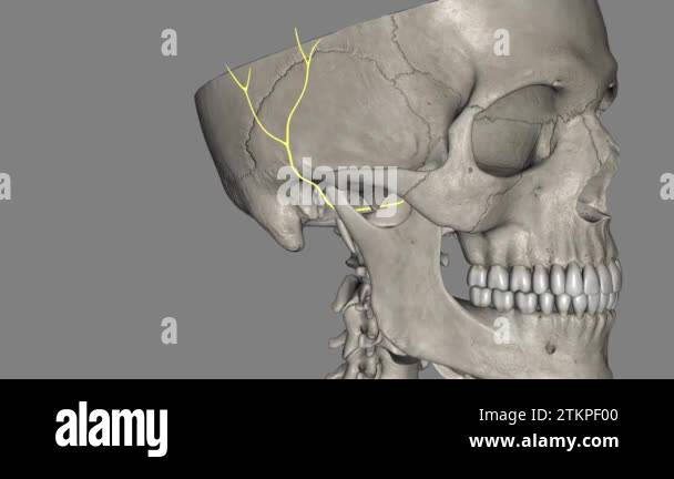 The auriculotemporal nerve is a branch of the mandibular division of ...