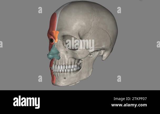 The procerus muscle is a pyramidal-shaped muscle arising from the ...
