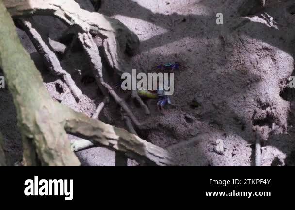 Mangrove crabs(Sesarma mederi), Crabs that live in mangrove forests ...