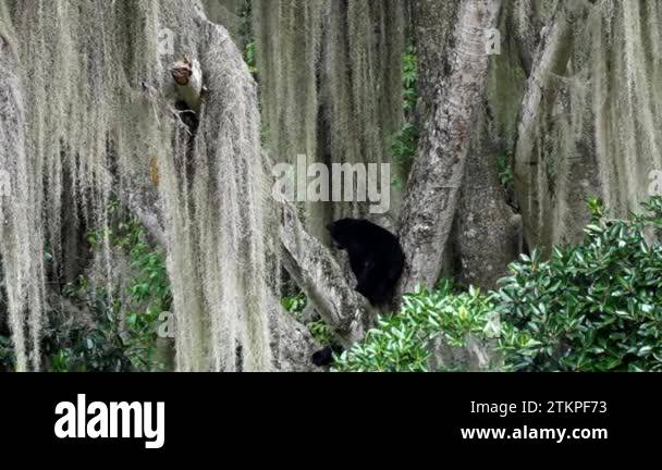 spectacled bear, Tremarctos ornatus, native to the forests of the ...