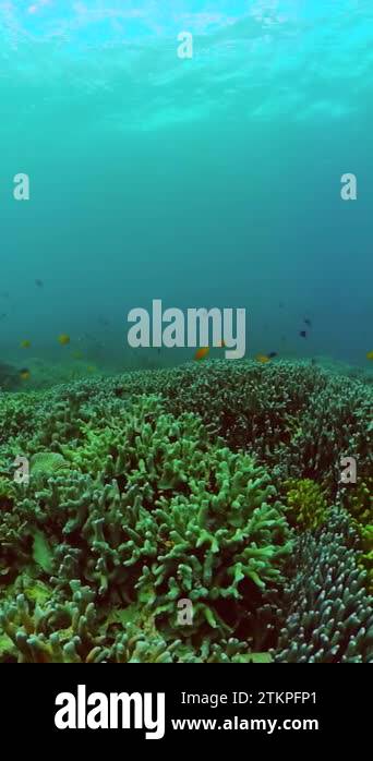 Beautiful and diverse coral reef with fishes of underwater world ...