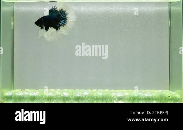 Betta fish Halfmoon long tail, short tail, Crowntails, Veiltail, Wild ...