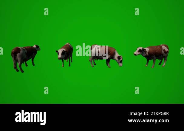 3d animal various milking domestic cows green screen background eating ...