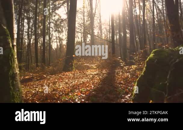 LENS FLARE: Athletic young woman runs with her dog through misty autumn ...