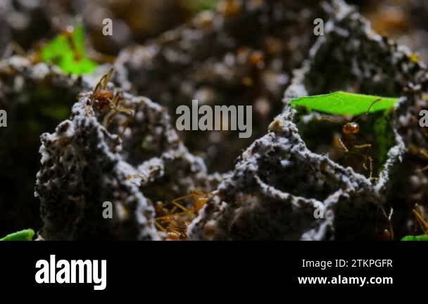 Inside Leaf cutter ants nest with workers, eggs and larvae, amazon ...