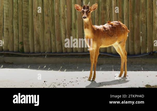 Siberian roe deer Stock Videos & Footage - HD and 4K Video Clips - Alamy