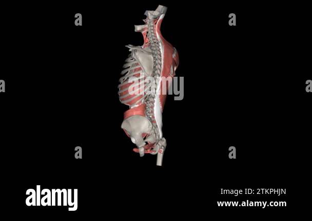 The anterior trunk muscles cover the anterolateral part of the trunk by ...