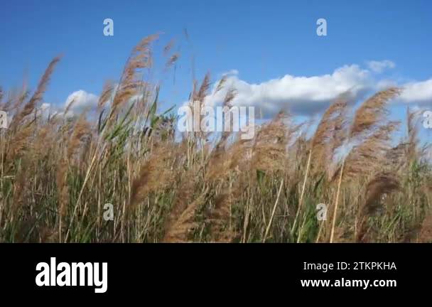 Video of plants Stock Videos & Footage - HD and 4K Video Clips - Alamy