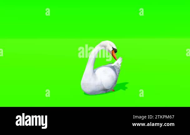 Video of geese Stock Videos & Footage - HD and 4K Video Clips - Alamy