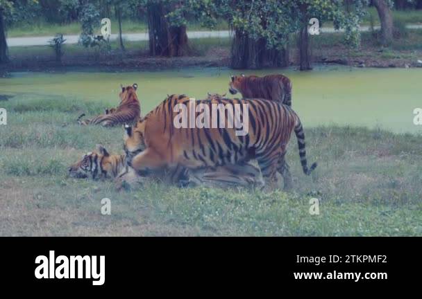 Bengal tiger tigers Stock Videos & Footage - HD and 4K Video Clips - Alamy