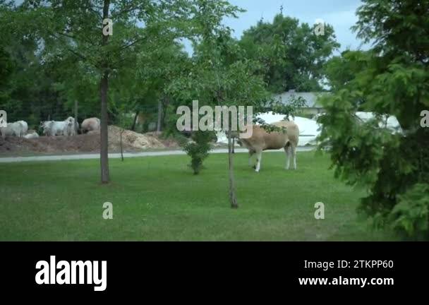 Grazing cow behind pear tree Stock Video Footage - Alamy