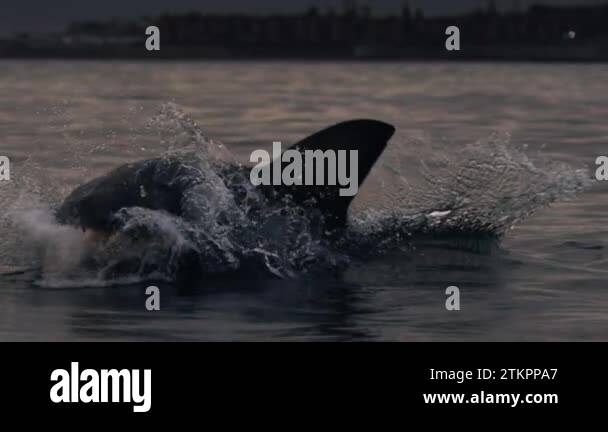 Mossel bay shark Stock Videos & Footage - HD and 4K Video Clips - Alamy