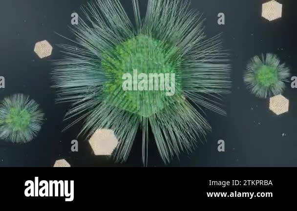 Mimivirus is a genus of giant viruses, in the family Mimiviridae with ...