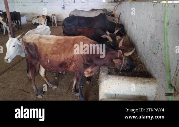 Dairy cows seen inside Stock Videos & Footage - HD and 4K Video Clips ...