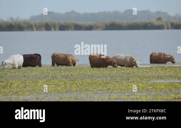 Bos taurus taurus Stock Videos & Footage - HD and 4K Video Clips - Alamy