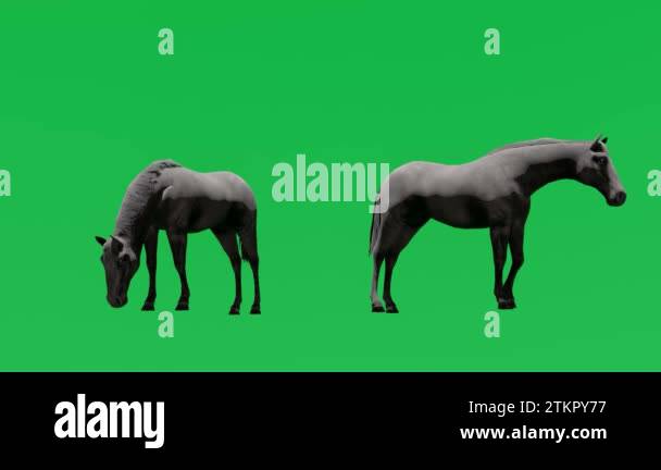 3D Animation black horse green screen chroma key Isolated visual effect ...