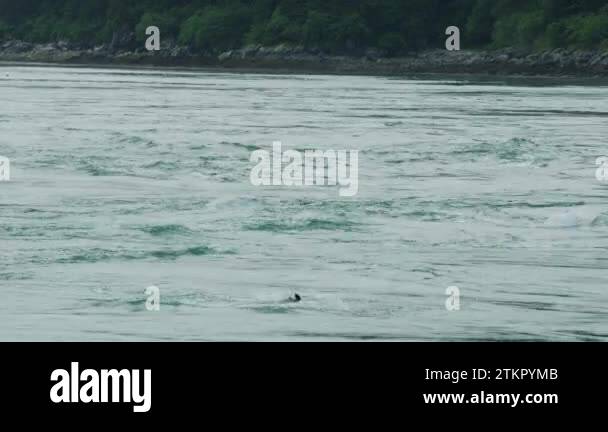 Sea lions swim around in the sea, sometimes poking their heads out of ...